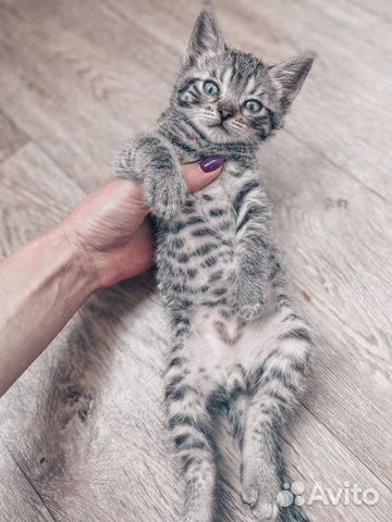 Котик мурлыка