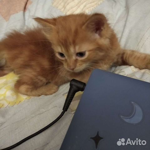 Очень рыжий котик