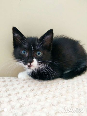 Котенок