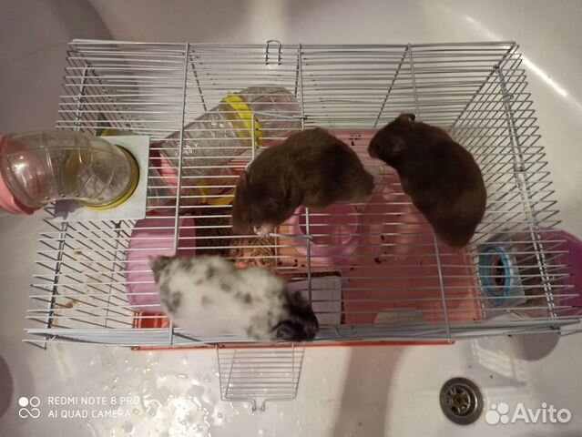 Сирийский хомяк бесплатно