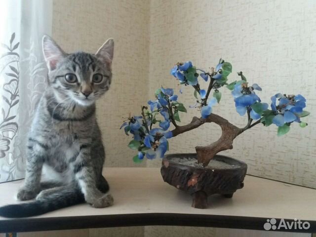 Отдам котенка,девочку в хорошие руки) ест все игри