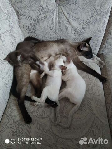 Ориентальные котята