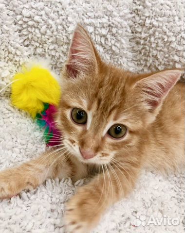 Рыжий мальчишка котенок Крендель ищет дом