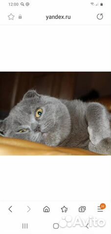 Британская