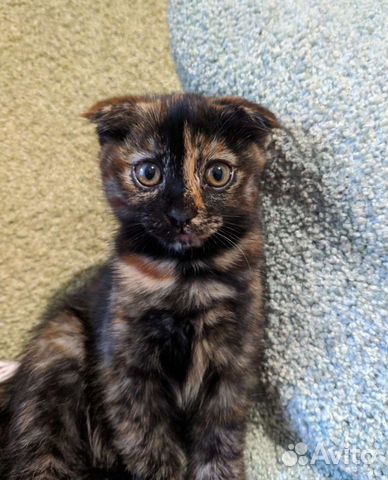 Шотландская