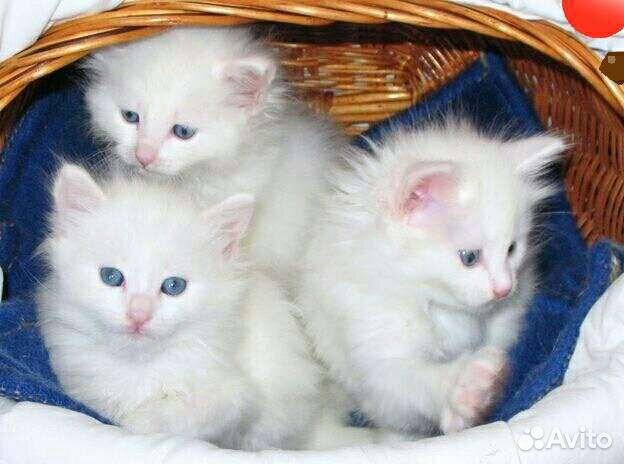 Котятки белоснежные пушистые