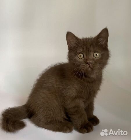 Котенок «Твикс» шоколадного окраса