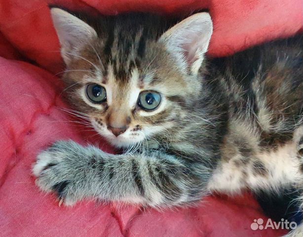 Отдам бесплатно кошечку, 1.5 месяца