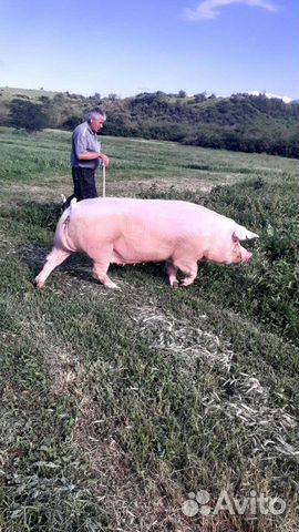 Продаю породистых свиней