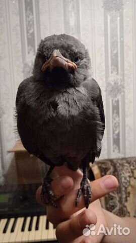 Птенец галки, галчонок