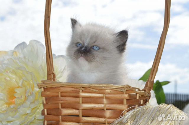 Котята рэгдолл