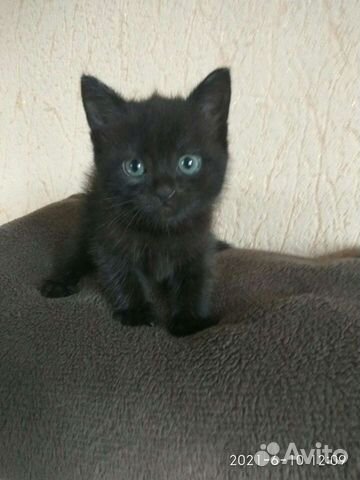 Кошки бесплатно