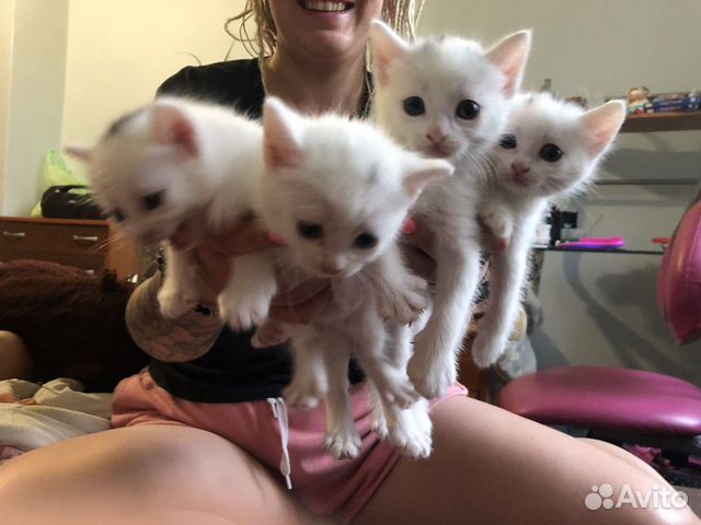 Белые котята