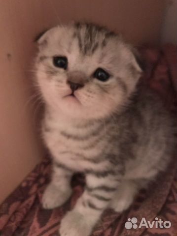 Шотландская вислоухая