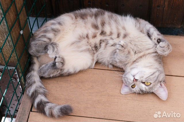 Молодая нежная кошечка