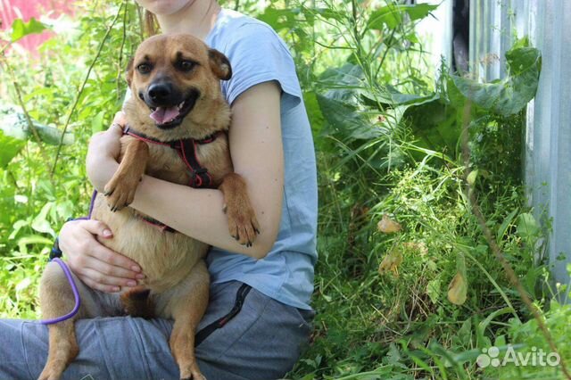 Собачка Дина в добрые руки