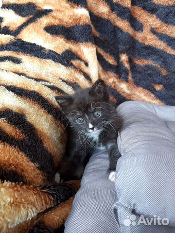 Котенок девочка 1,5мес