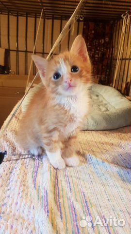 Рыжий котенок мальчик 1 мес ищет дом