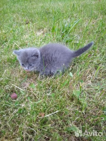 Кошки в добрые руки бесплатно