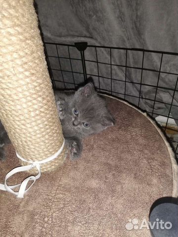 Шотланский котенок, прямоухий