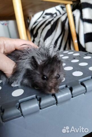 Ангорский хомяк