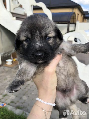 Щенок в добрые руки