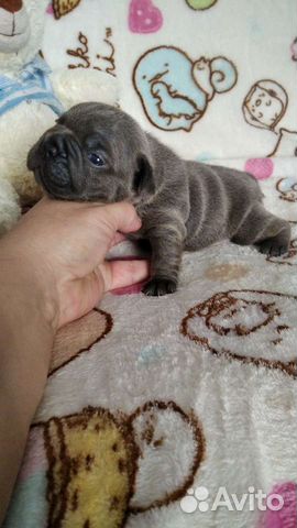 Французский голубой бульдожик, с синими глазками