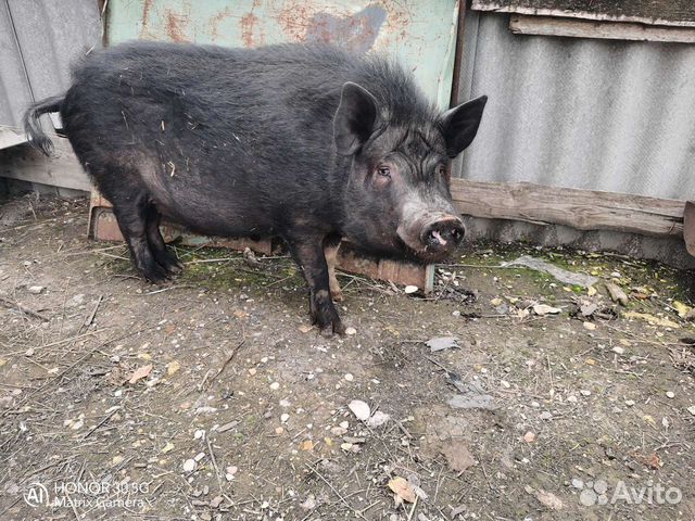 Вьетнамский вислобрюхий кабан