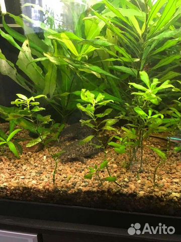 Сомики таракатумы