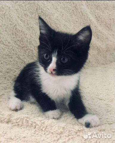 Котёнок, котята малышка 2 мес в добрые руки