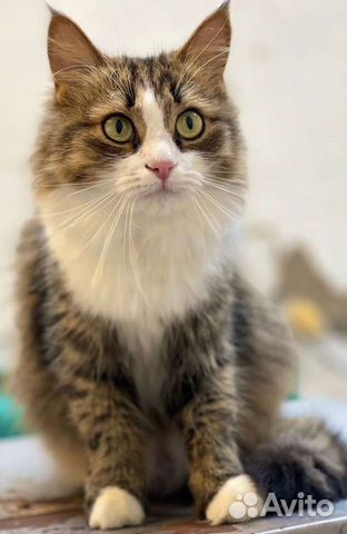 Котрдети из приюта ищут своих родителей