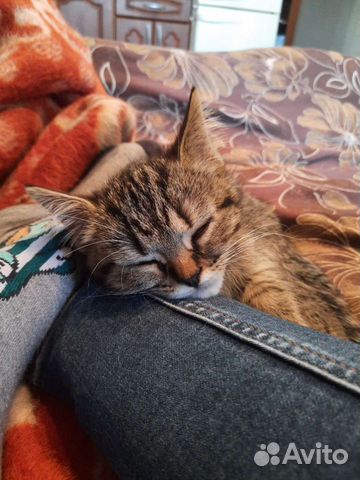 Котёнок
