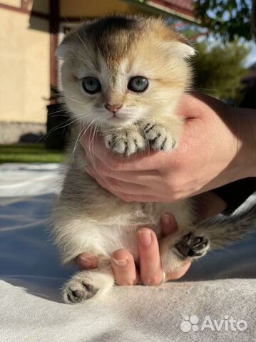 Скоттиш фолд и страйт золотые