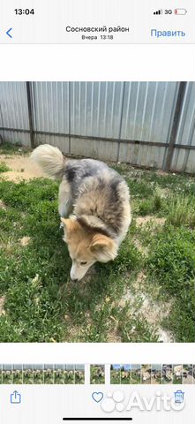 Молоденькая собака