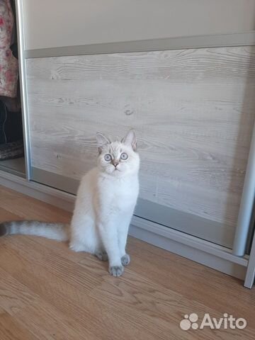 Кошки