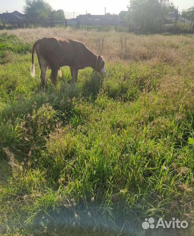 Бычок 4 месячный