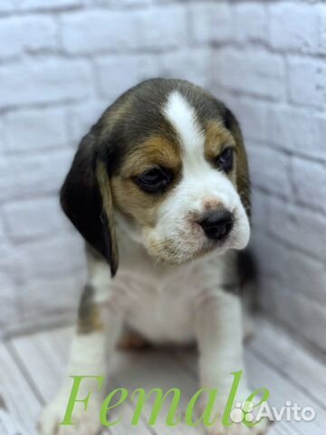 Бигледетки