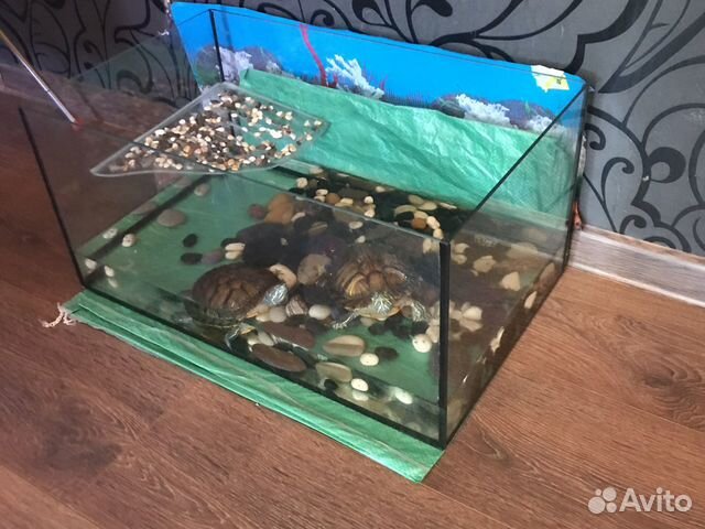 Аквариум с черепашками