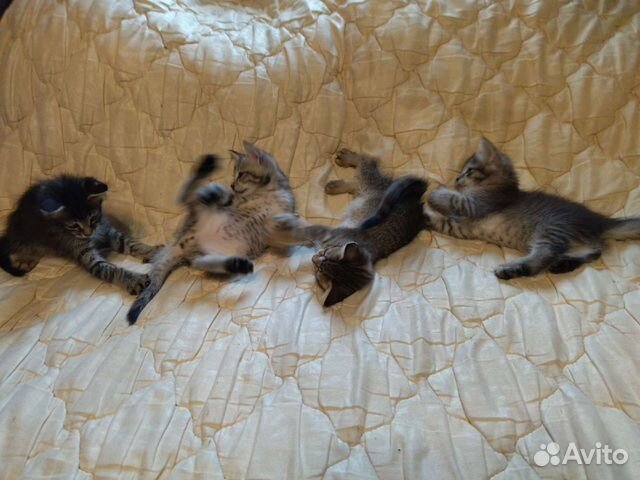 Сибирские красавцы