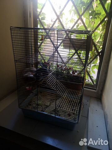 Отдам 2х домашних крыс в клетке