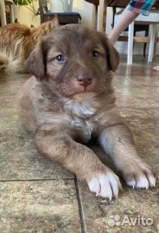 Щенок Вульф ищет хозяина. Отдадим в хорошие руки