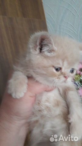 Милые чистокровные плюшевые котята экзоты мальчик
