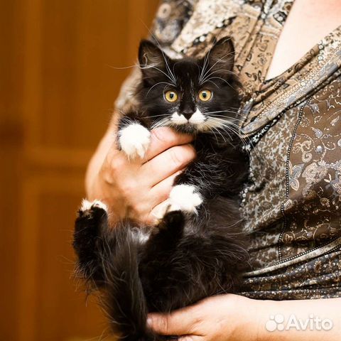 Маргоша 2,5-3 мес