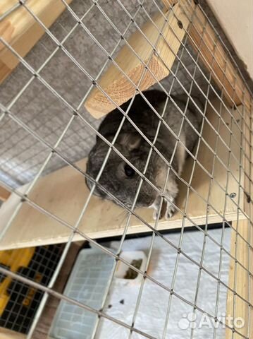 Шиншила девочка 10 месяцев