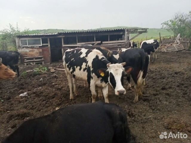 Бычки и быки телки