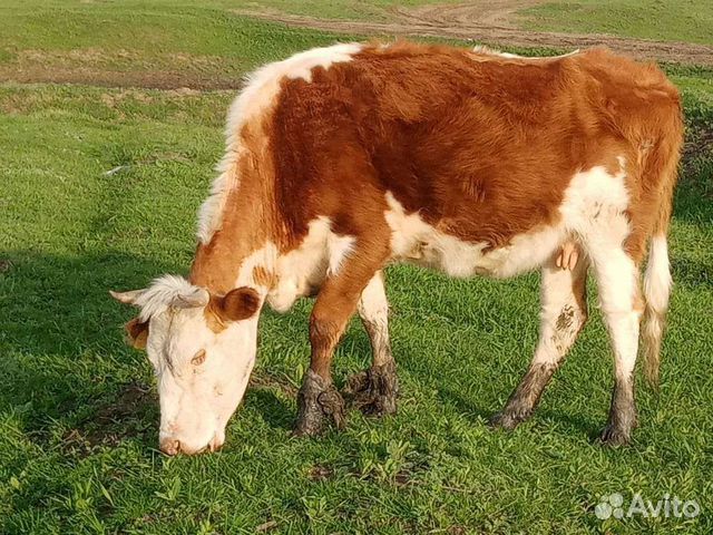 Корова стельная