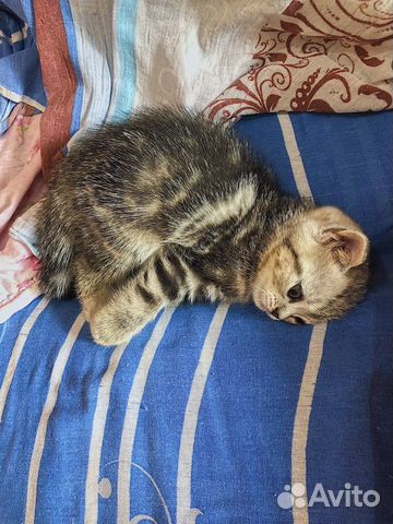 Шотландские котята