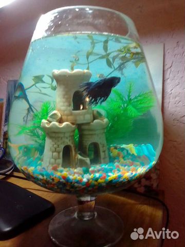 Аквариум с рыбкой, декором и водорослями