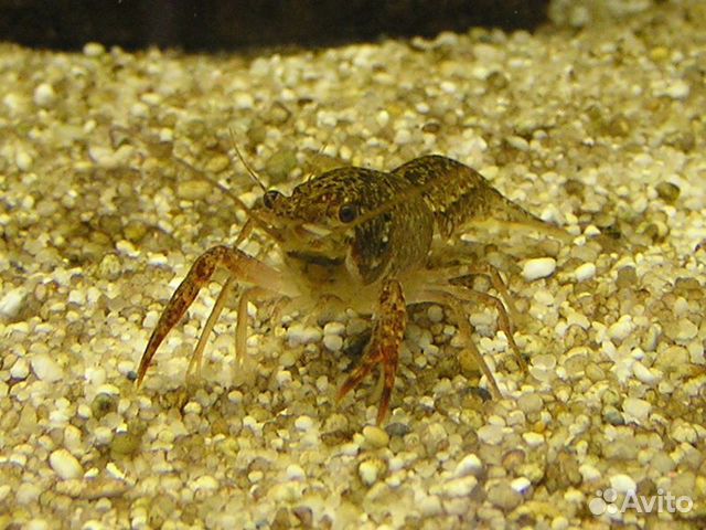 Аквариумистика