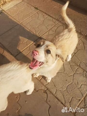 Отдам в хорошие руки щенят